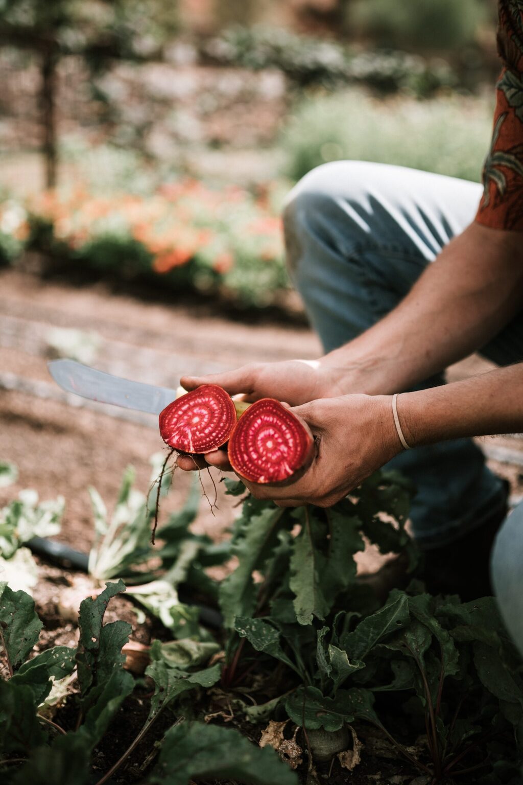 Top 8 Summer Vegetables To Grow In Your Kitchen Garden
