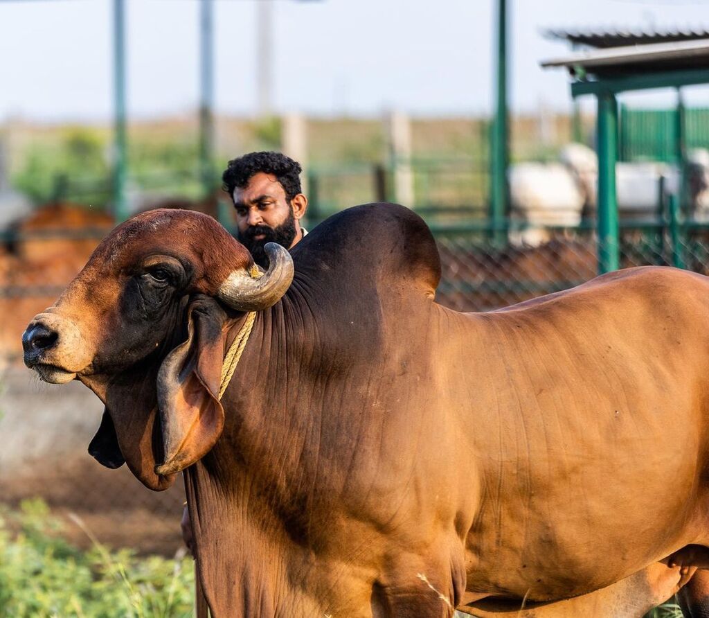 Story Of Hebbevu Farm Land, Journey Of Amith Kishan