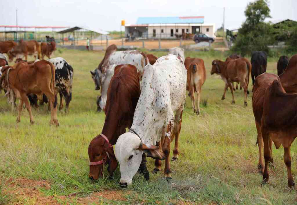 Story Of Hebbevu Farm Land, Journey Of Amith Kishan