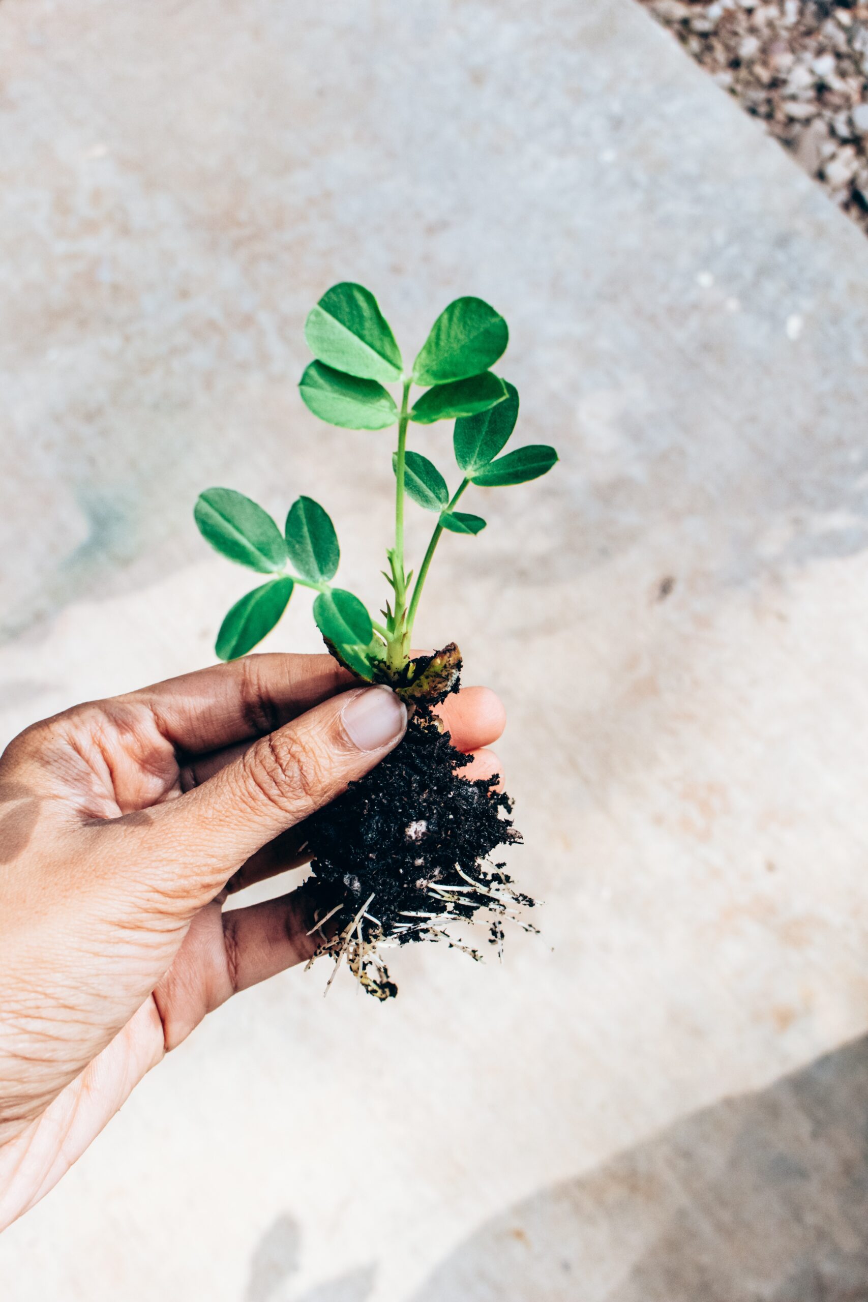 The Earth Foundation Emergeing As A Saviour Of Environment