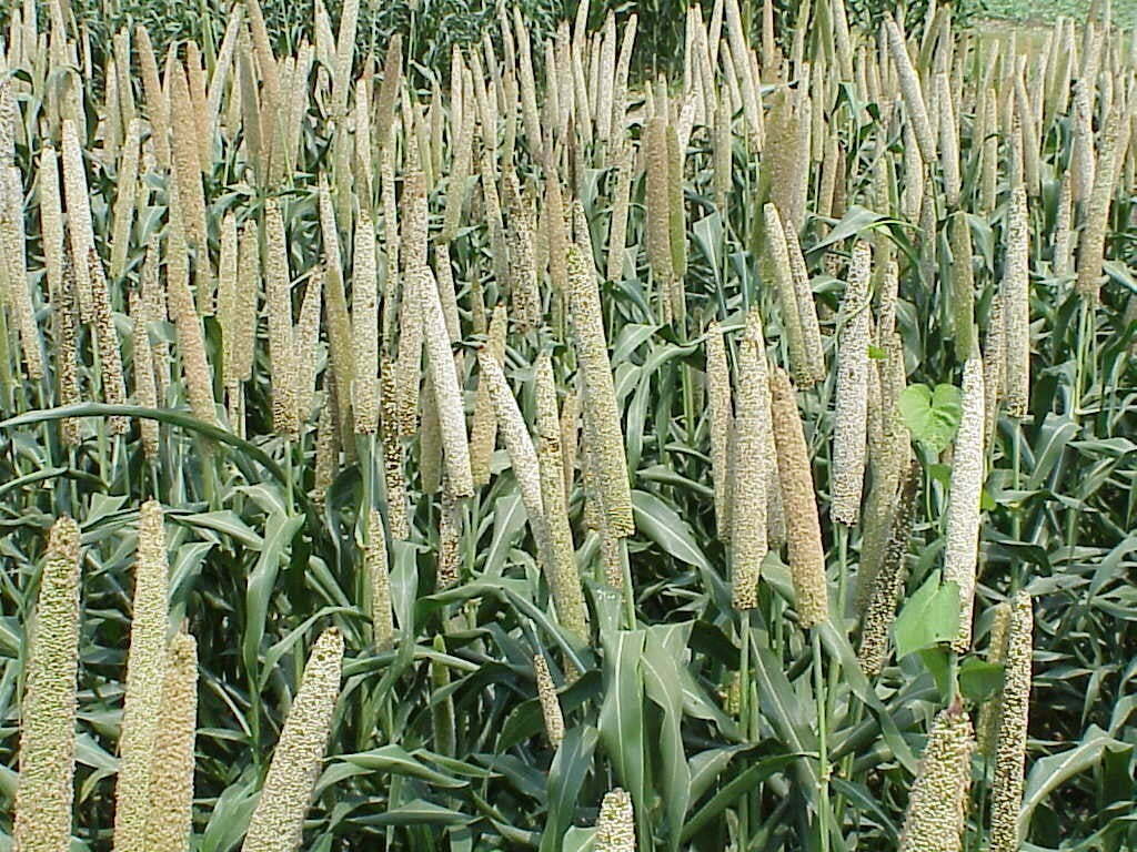 The Popular Millets Queen From Odisha Who Made It To G20!